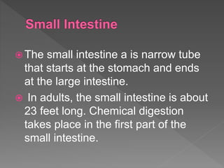 Digestive system organs | PPTX