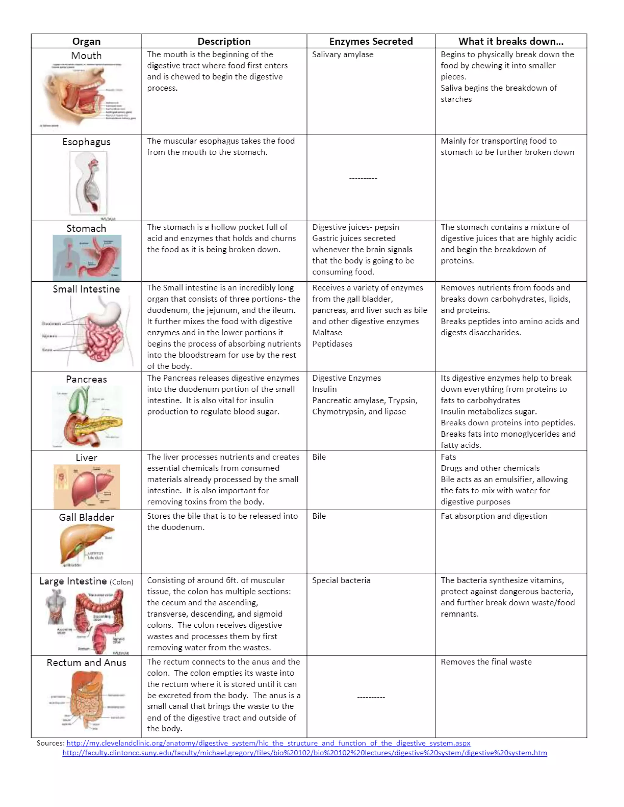 Digestive System Organs Chart.pdf