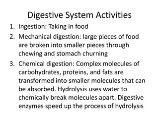 Digestive system overview | PPT
