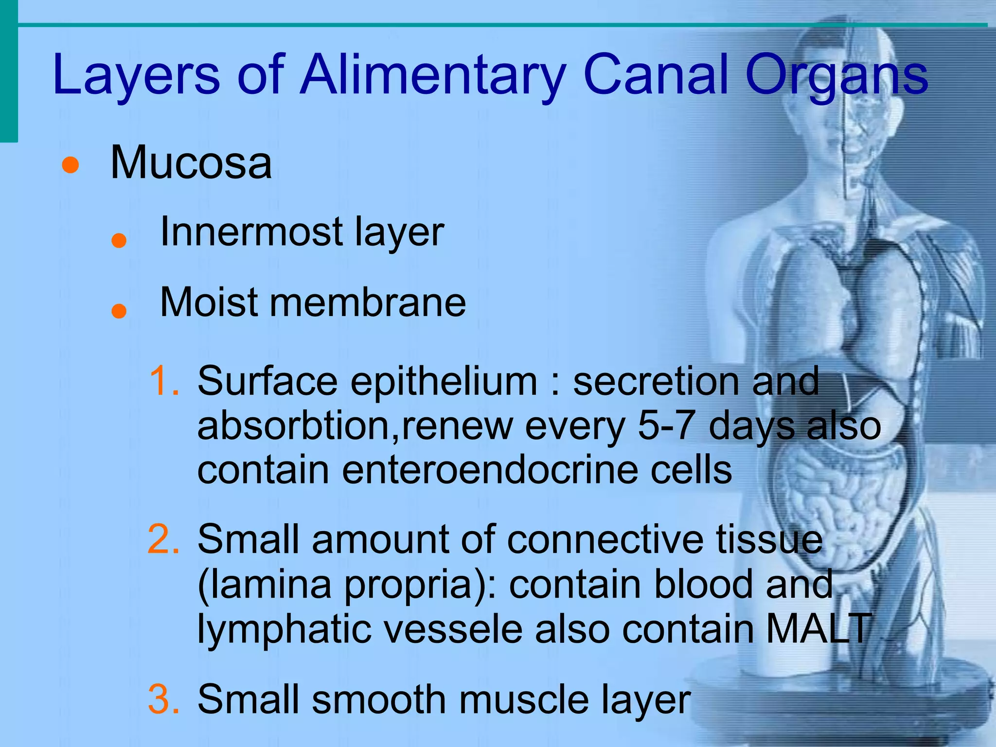 Digestive System Anatomy | PPTX