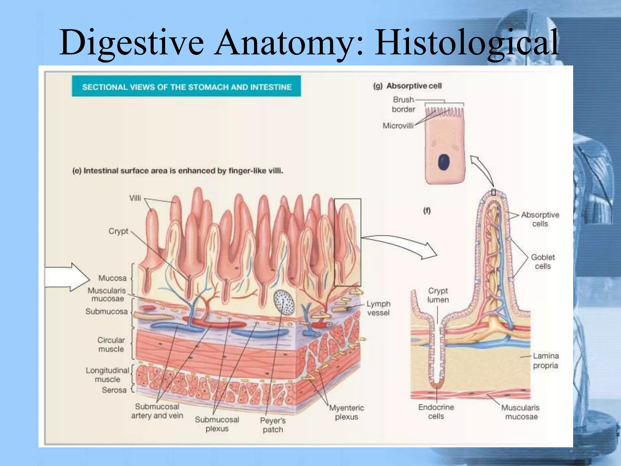 Digestive System Anatomy | PPTX