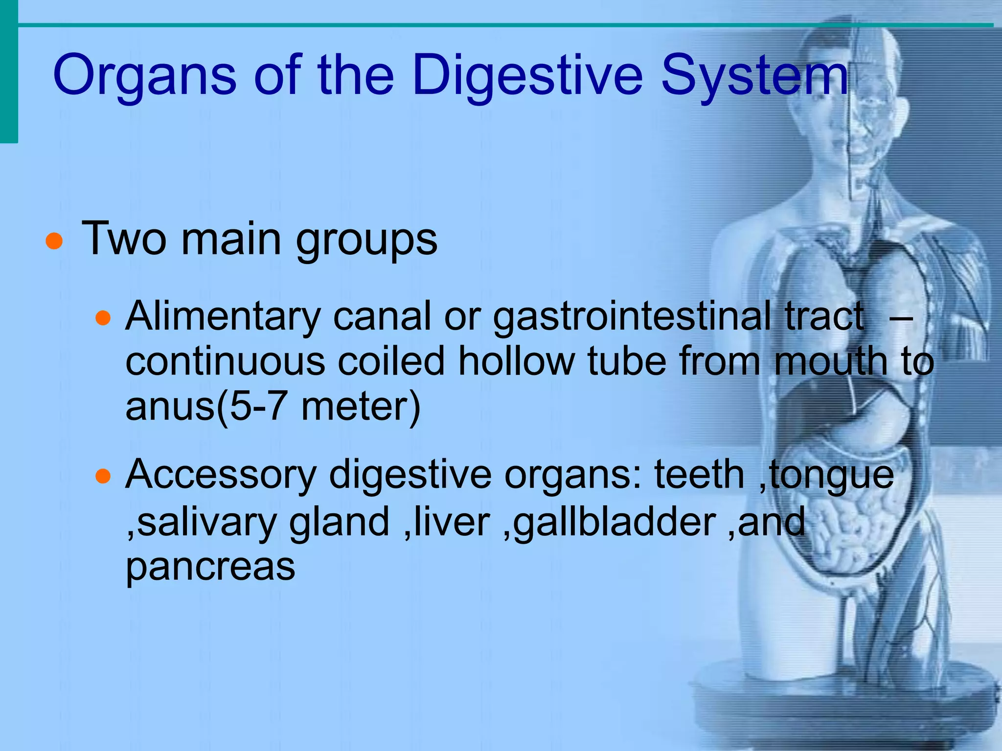 Digestive System Anatomy | PPTX