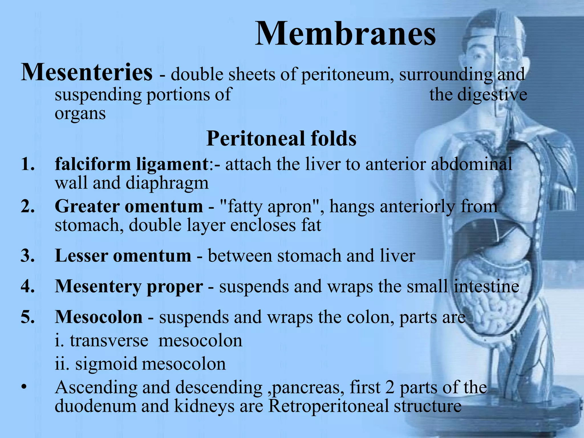 Digestive System Anatomy | PPTX