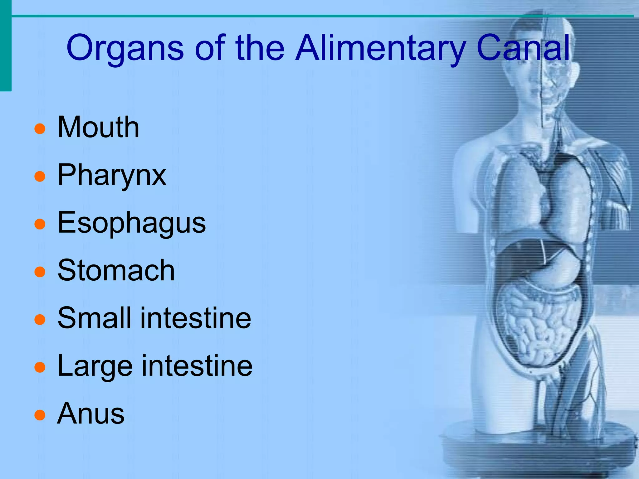 Digestive System Anatomy | PPTX