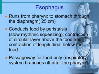 Digestive System Anatomy | PPTX