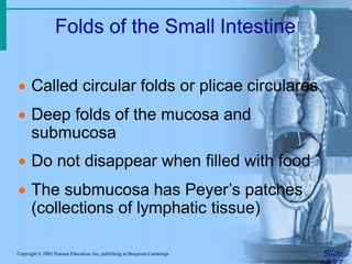 Digestive System Anatomy | PPTX