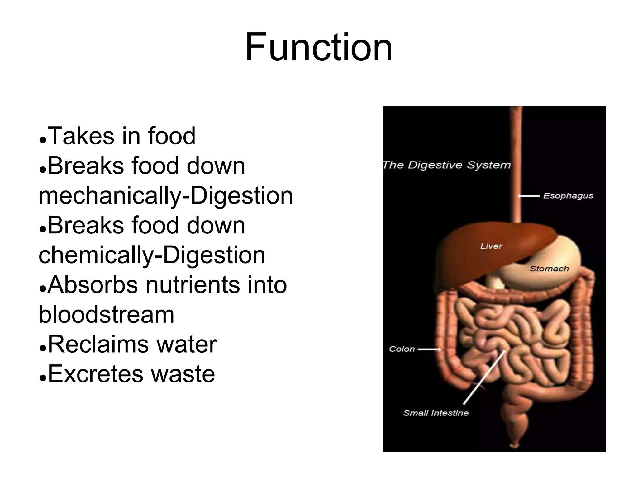 Digestive System Overview.ppt.pptx