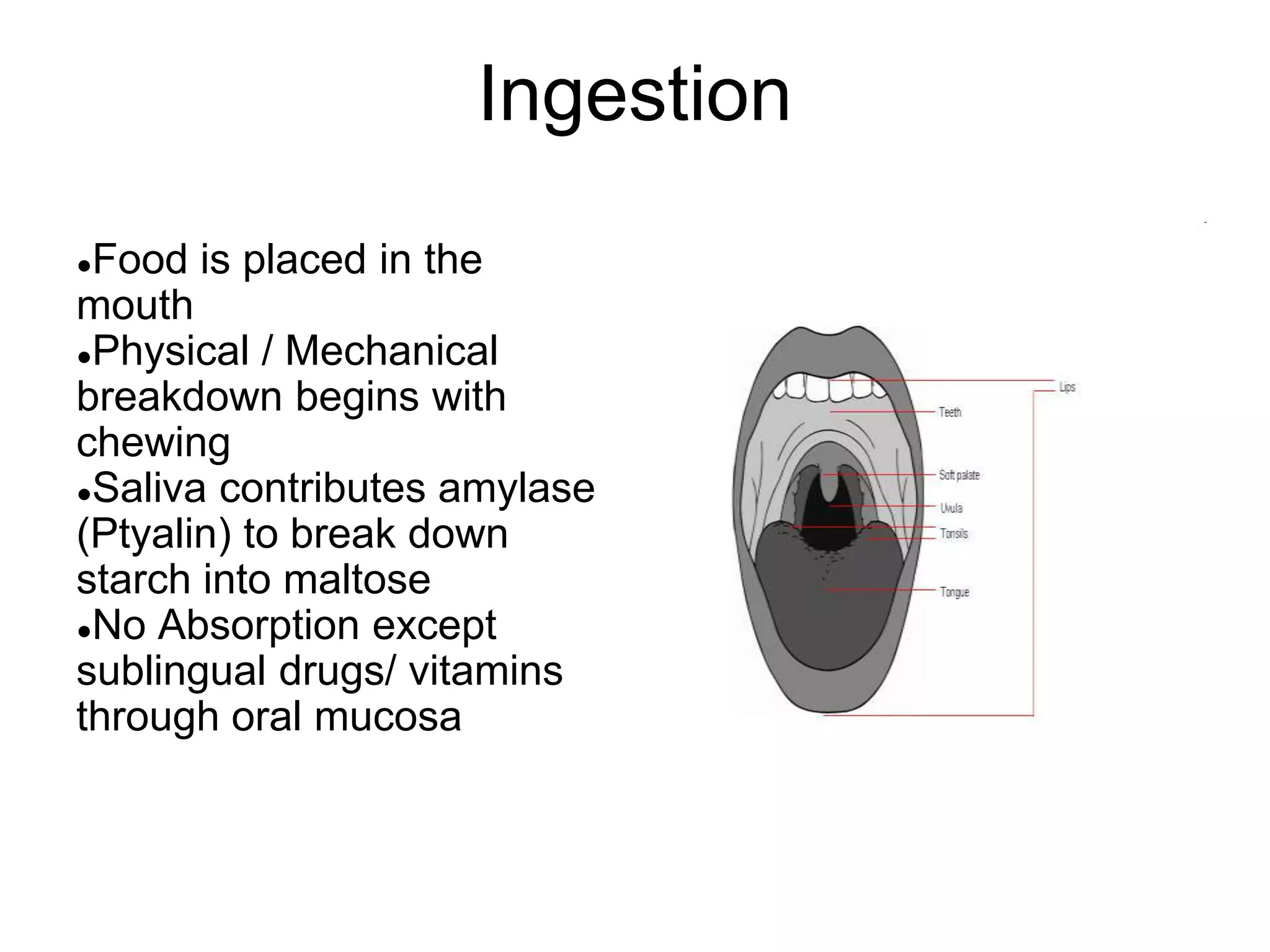 Digestive System Overview.ppt.pptx