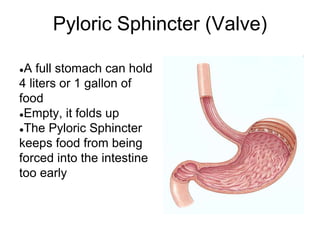 Digestive System Overview.ppt.pptx | Digestive Disorders | Diseases and ...