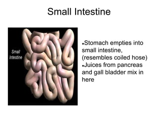 Digestive System Overview.ppt.pptx | Digestive Disorders | Diseases and ...