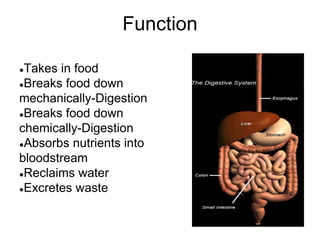 Digestive System Overview.ppt.pptx | Digestive Disorders | Diseases and ...