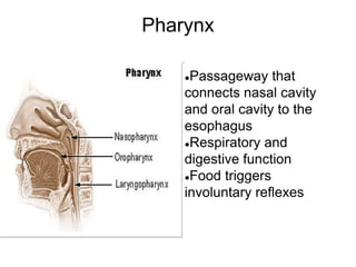 Digestive System Overview.ppt.pptx