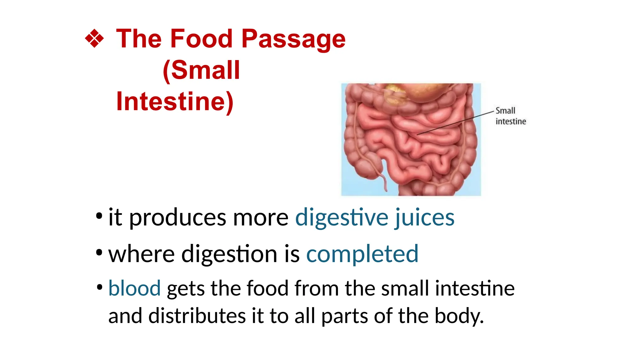 Parts of the digestive System in human body | PPTX