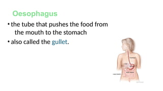 Parts of the digestive System in human body | PPTX