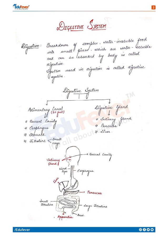 Digestive system - Biology Handwritten Notes | PDF