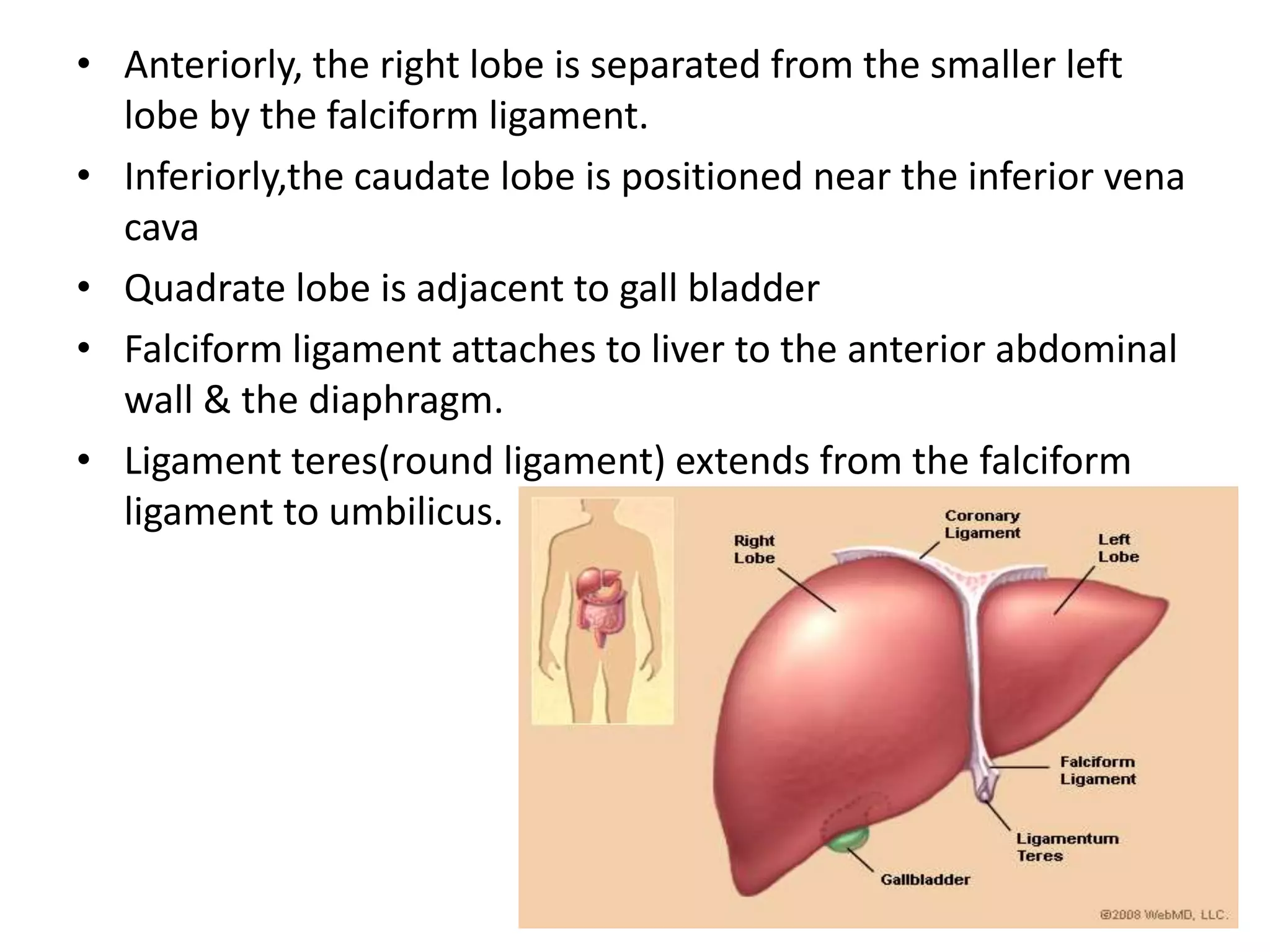 Digestive system part 2 | PPTX