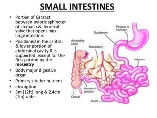 Digestive system part 2 | PPTX