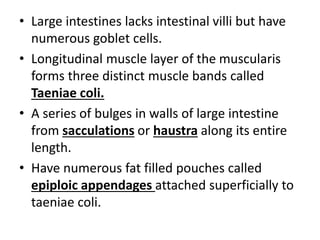 Digestive system part 2 | PPTX