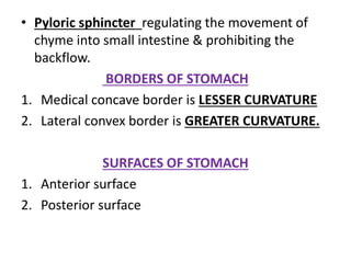 Digestive system part 2 | PPTX