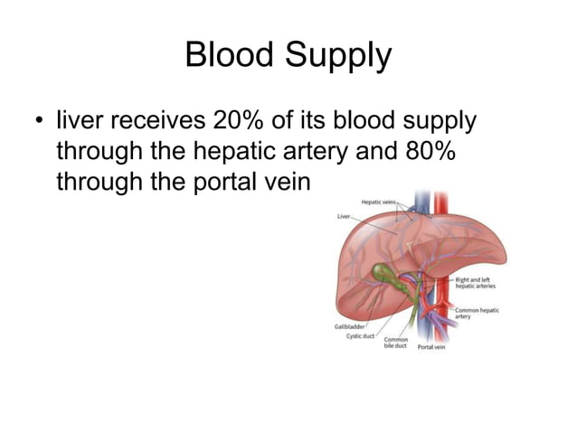 Digestive System accessory organs final.pptx