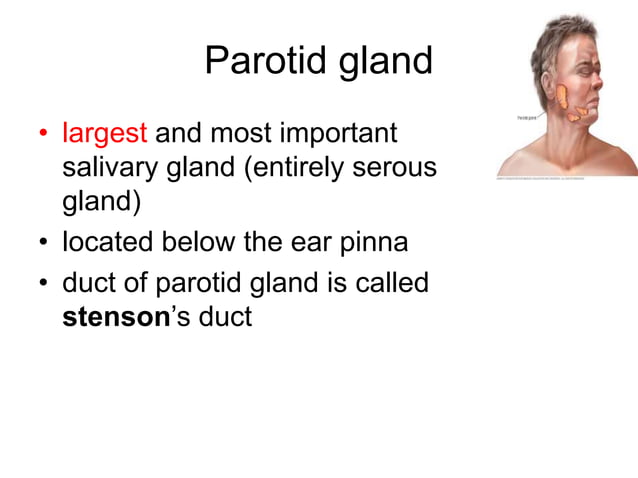 Digestive System accessory organs final.pptx