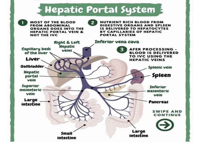 Digestive System accessory organs final.pptx