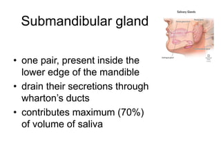 Digestive System accessory organs final.pptx