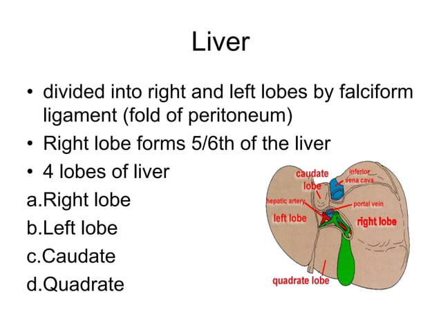Digestive System accessory organs final.pptx