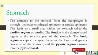 Digestive system part 2 ( pharynx, esophagus and stomach) english | PPTX
