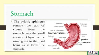 Digestive system part 2 ( pharynx, esophagus and stomach) english | PPTX