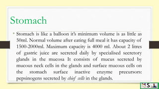 Digestive system part 2 ( pharynx, esophagus and stomach) english | PPTX