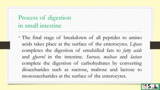Digestive system part 3 (small and large intestine) english | PPTX