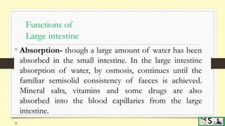 Digestive system part 3 (small and large intestine) english | PPTX