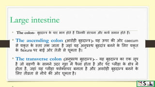 Digestive system part 3 (small and large intestine) hindi | PPTX