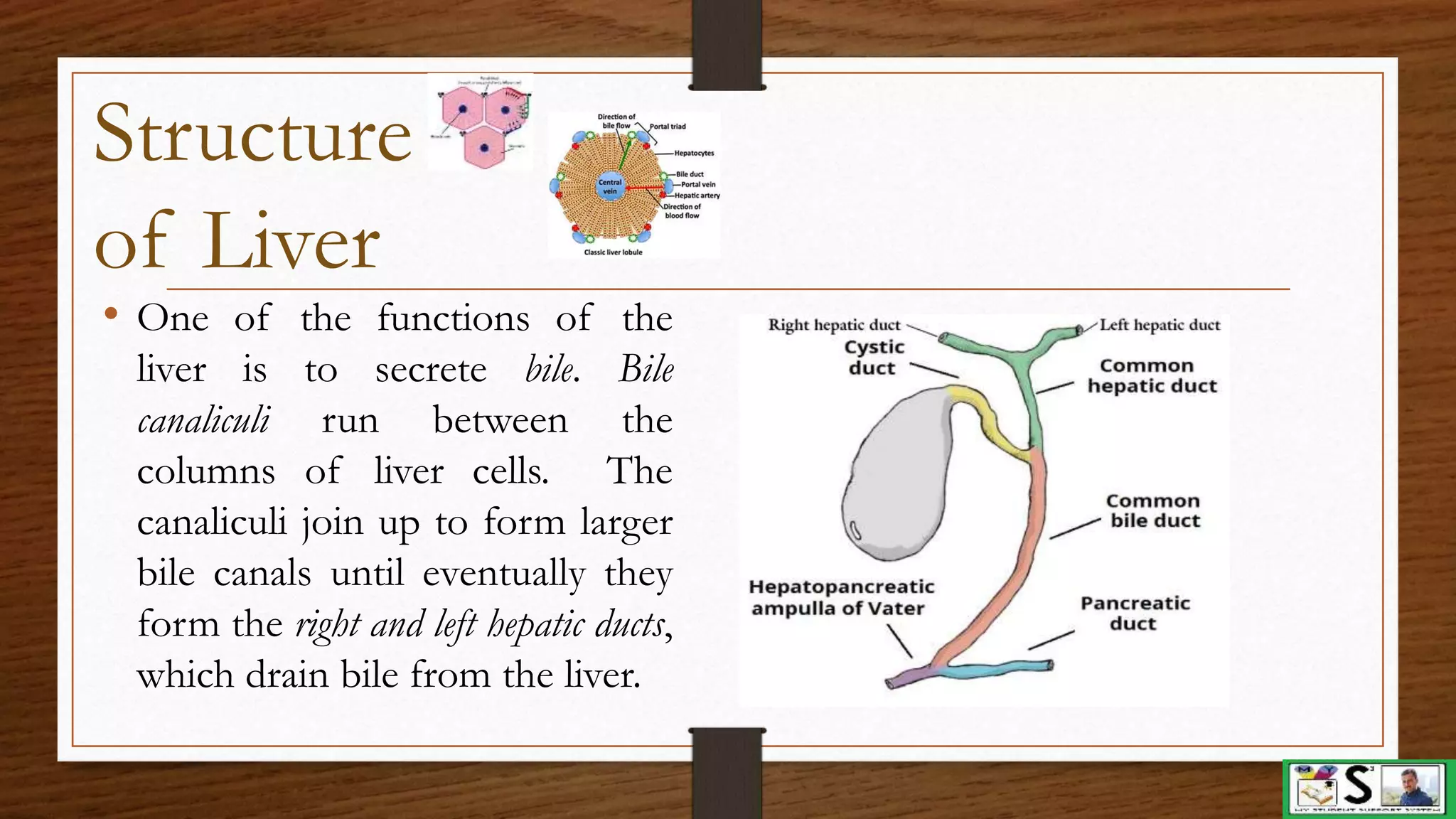 Digestive system part 4 (pancreas, liver and gall bladder) english | PPTX