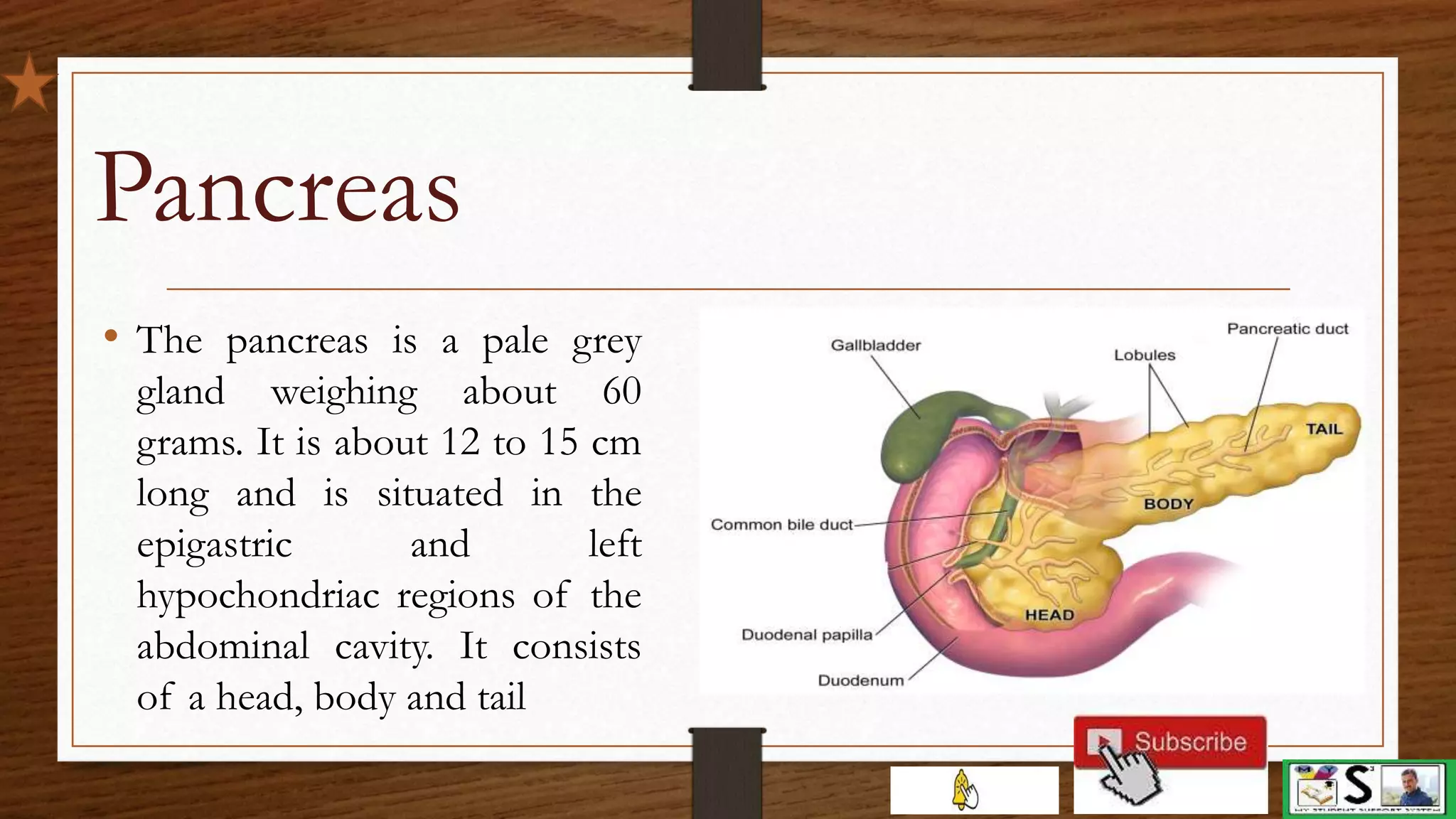Digestive system part 4 (pancreas, liver and gall bladder) english | PPTX