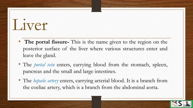Digestive system part 4 (pancreas, liver and gall bladder) english ...