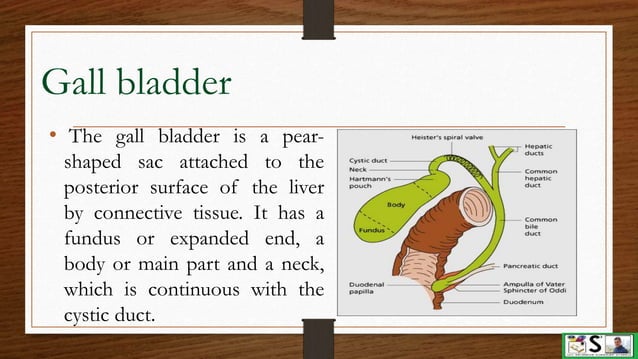Digestive system part 4 (pancreas, liver and gall bladder) english ...