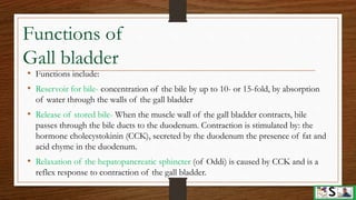 Digestive system part 4 (pancreas, liver and gall bladder) english ...