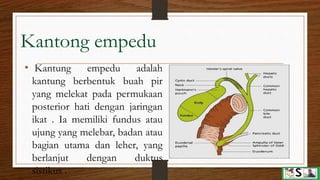 digestivesystempart4pancreasliverandgallbladder-english-210920134443 (1 ...
