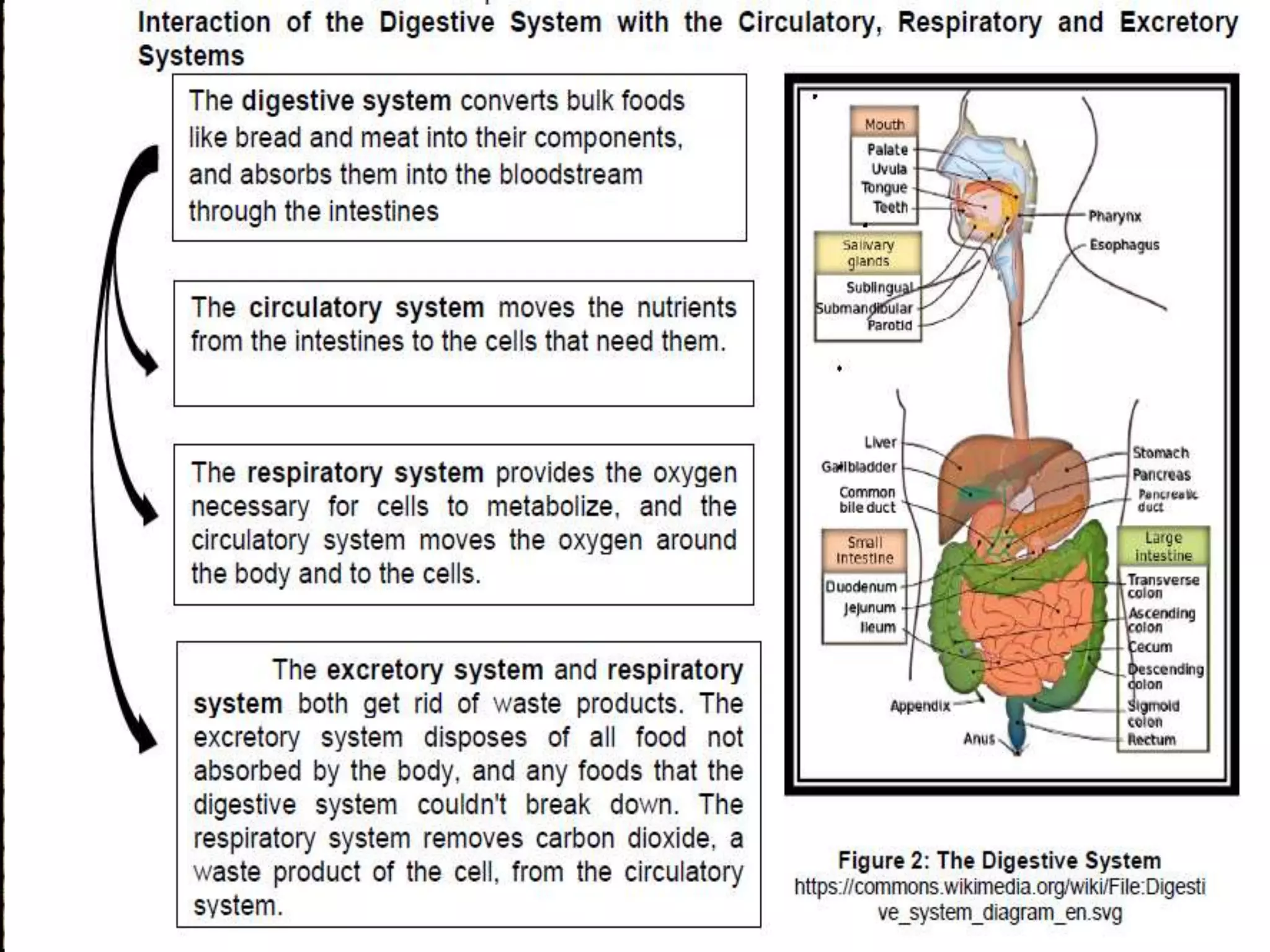 digestivesystempartsandfunction-090729111619-phpapp02.ppt