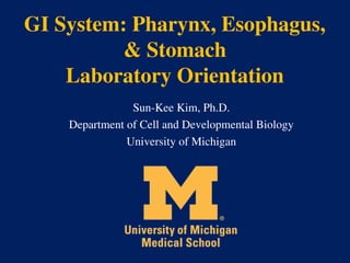 Digestive System Pharynx _ Esophagus _ Stomach Lab Introduction_opt.ppt