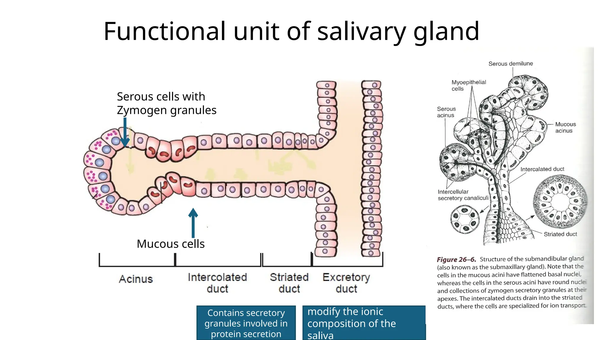 Digestive system physiology-salivery glands.pptx