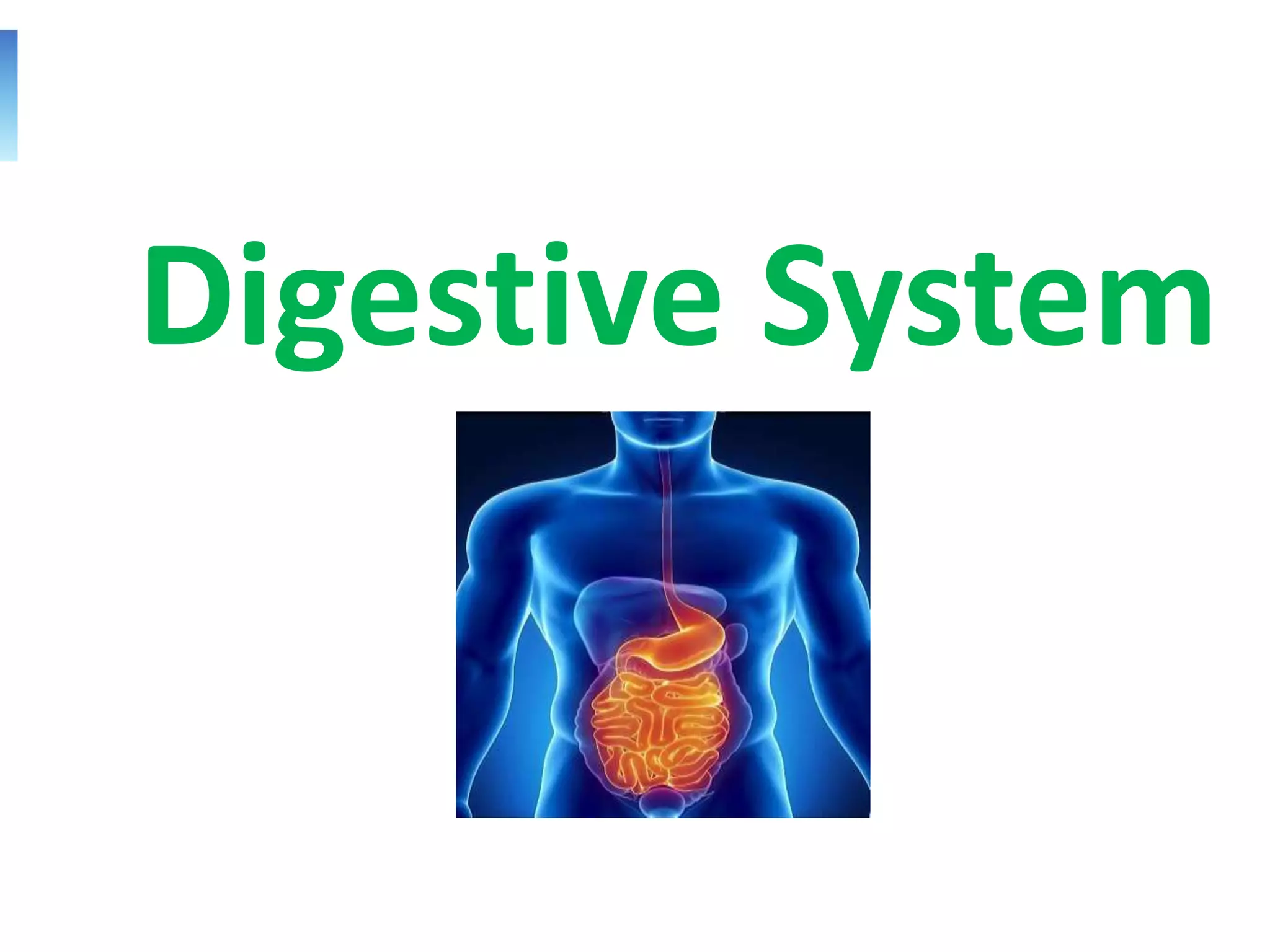 Digestive System Guide | PPT