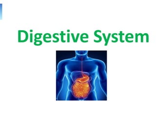 Digestive system Physiology1.pptx
