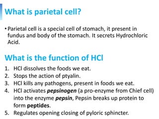 Digestive system Physiology1.pptx
