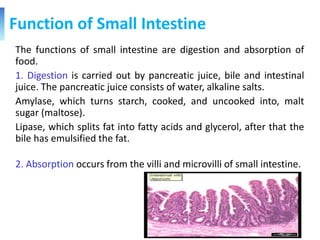 Digestive system Physiology1.pptx