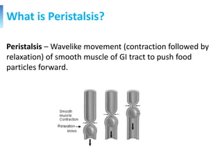 Digestive system Physiology1.pptx