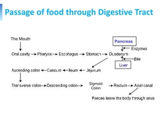Digestive system Physiology1.pptx