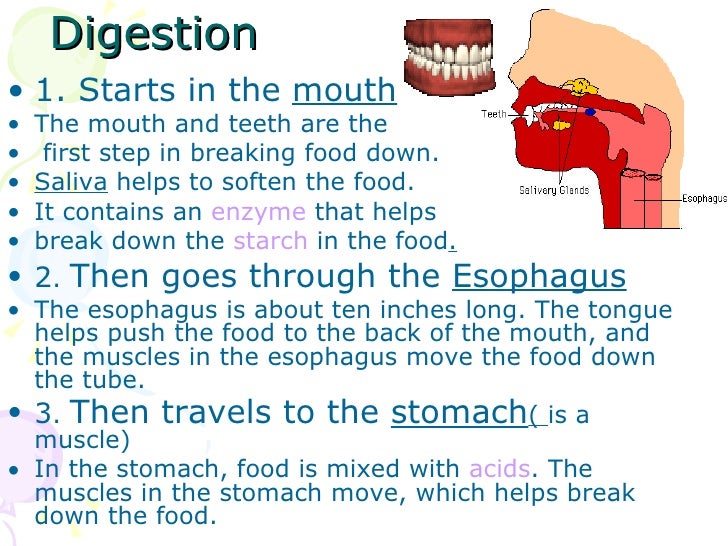 Digestion Process